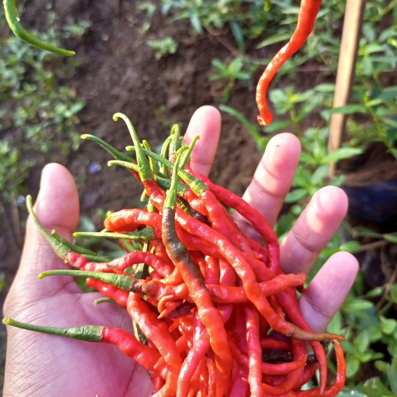 My Portfolio | Alif Nur Alam